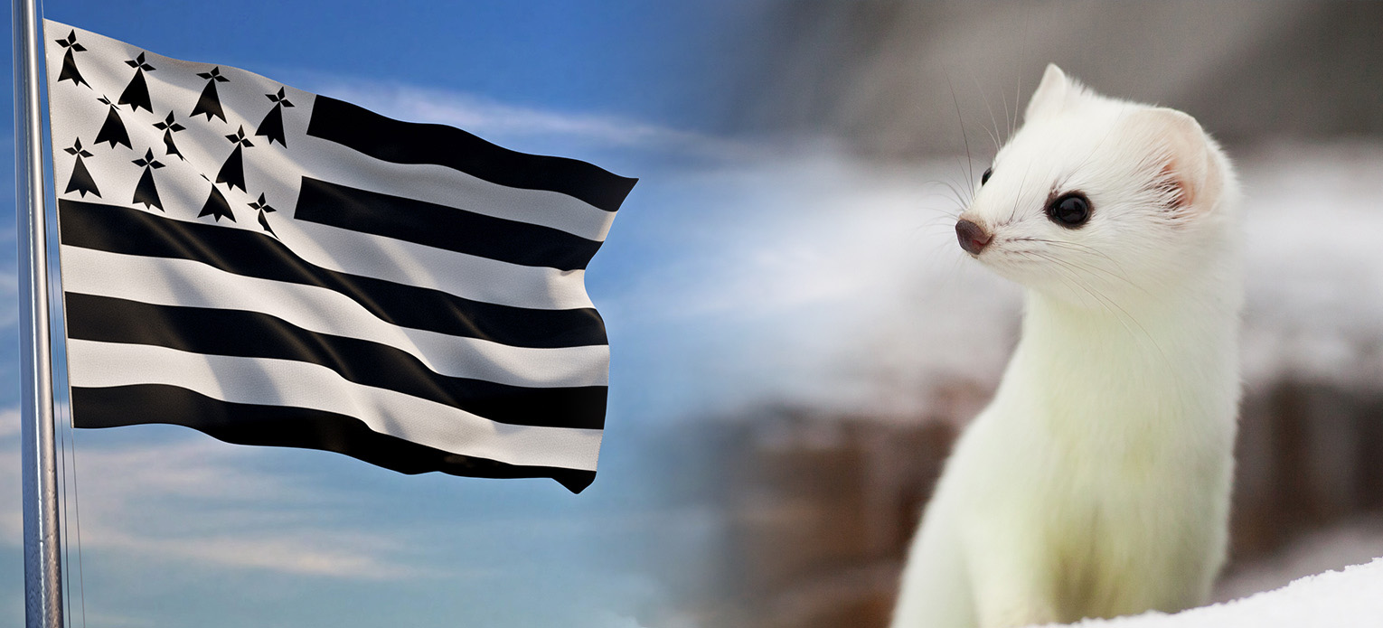 Pourquoi l’hermine est-elle le symbole de la Bretagne